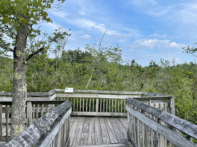 Nature's observation deck—where bird-watching meets contemplation. The wooden platform practically whispers, "Stay awhile and breathe."