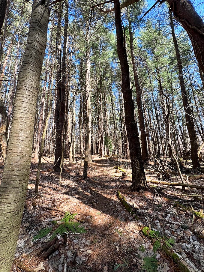 Woodland trails through Oswego's nature preserves invite wanderers to trade city noise for birdsong—nature's original podcast, no subscription required.