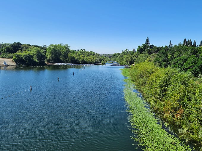 The Russian River glides by like nature's conveyor belt of serenity. Somewhere a fish is thinking, "Don't these humans have jobs?"