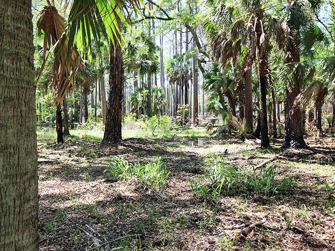 Florida's version of a cathedral—tall palms and pines creating natural columns while sunlight filters through like stained glass.
