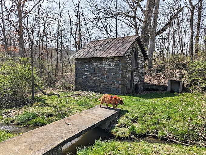 This charming stone structure isn't just crossing a creek—it's bridging centuries. Even the dog seems to appreciate the historical significance!