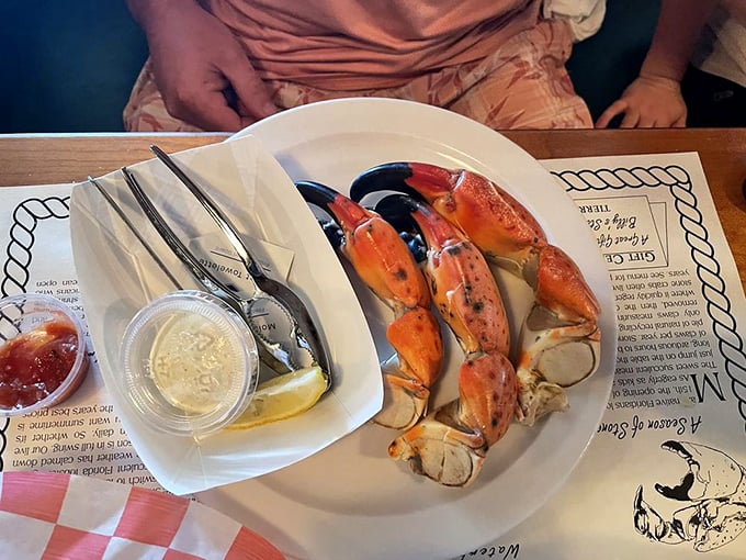 Stone crab claws arrive like nature's perfect appetizer – pre-cracked but still requiring that satisfying twist to reveal their sweet treasure.