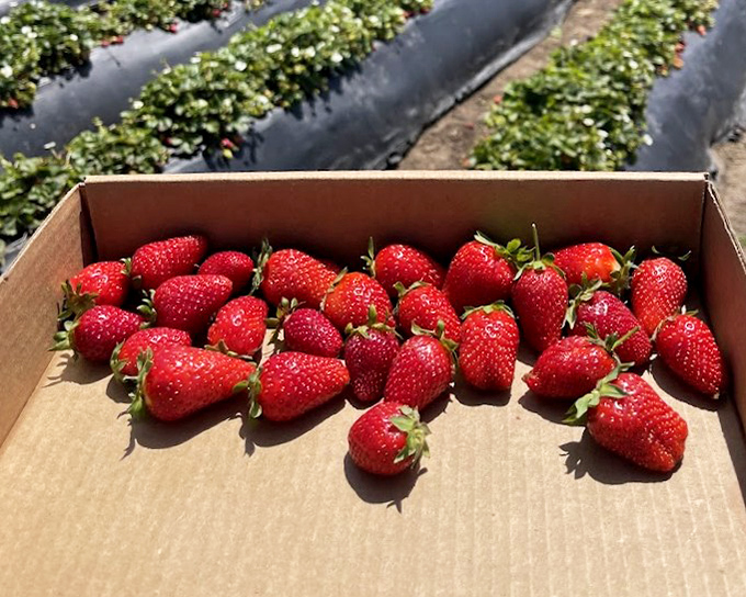 Ruby jewels nestled in humble cardboard—these aren't your supermarket's pale impostors but the real deal that makes your taste buds stand at attention.