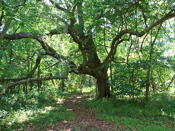 Nature's cathedral—where sunlight filters through ancient branches. The Audubon Bird Sanctuary's trails invite visitors to trade beach chairs for birdsong.
