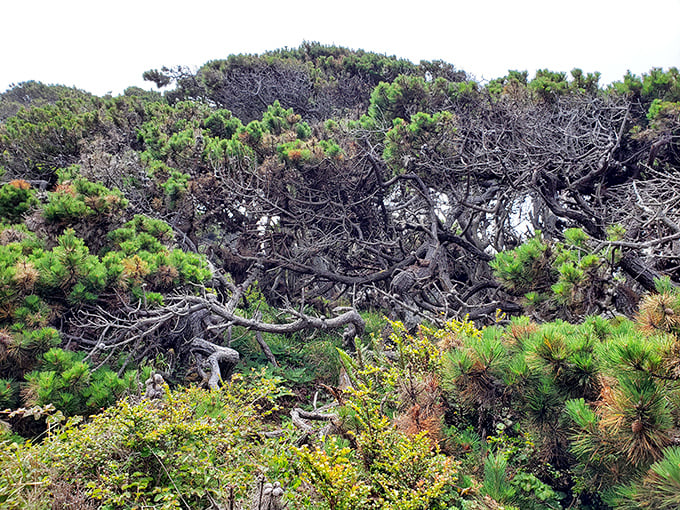Nature's bonsai garden gone wild. Salt Point's wind-sculpted trees have more character lines than a Hollywood veteran—and equally compelling stories.