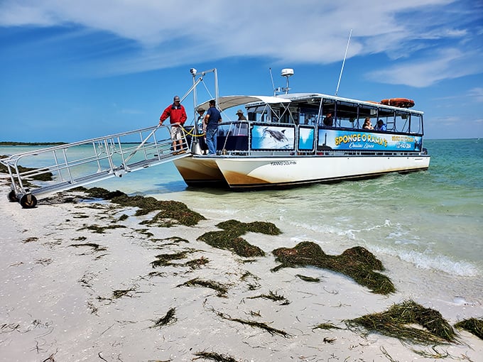 All aboard the Sponge-O-Rama! These boat tours prove that the journey to Anclote Key is half the adventure.