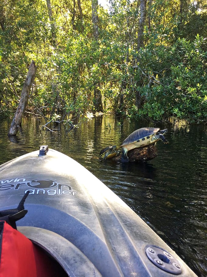 Paddle up to wildlife encounters that make you feel like you've stumbled into National Geographic – this turtle clearly knows he's the star attraction.