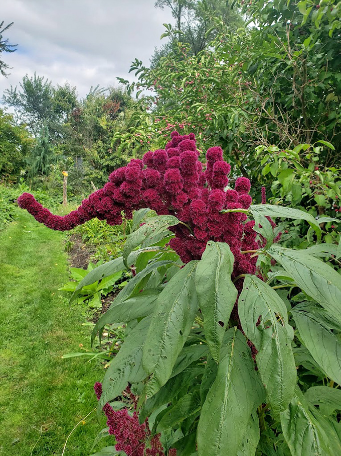 Nature's crimson masterpiece: this dramatic amaranth looks like it's auditioning for a botanical Broadway show with its deep burgundy plumage.