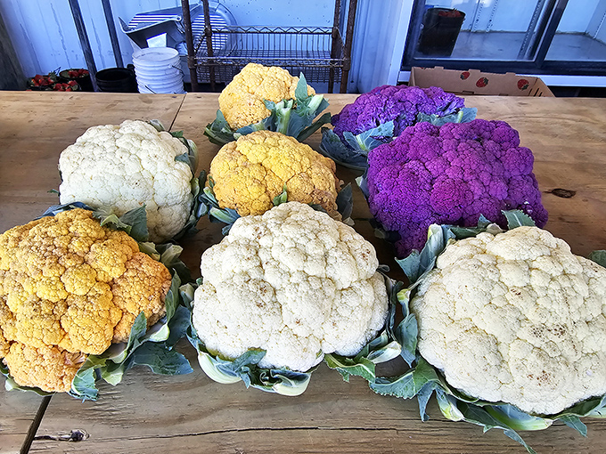 Nature's color palette on full display. Purple cauliflower looks like it's dressed for a fancy gala while its white cousins kept things classic.