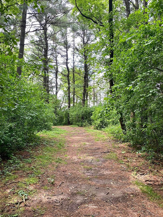 Not all who wander are lost, but this trail through Big Foot's pine-scented forest might make you want to be—at least until dinnertime.