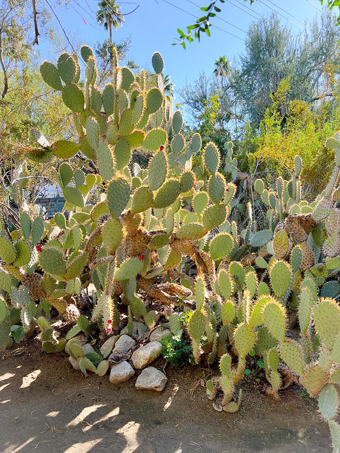 Prickly pear doing what it does best – looking simultaneously delicious and dangerous, nature's ultimate mixed message to hungry creatures.