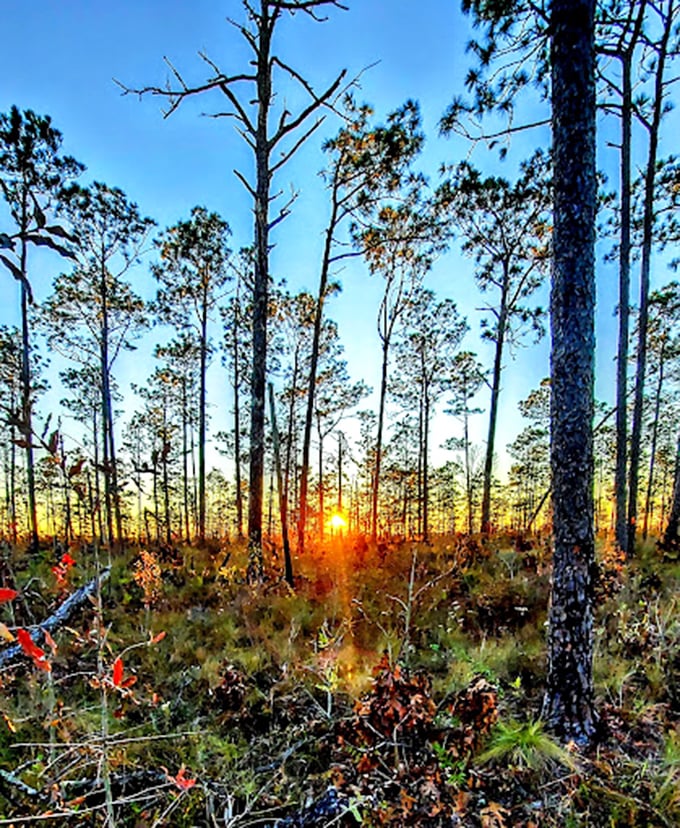 Florida sunrises hit different when viewed through a cathedral of longleaf pines. Nature's light show requires no tickets, just the willingness to wake up early.