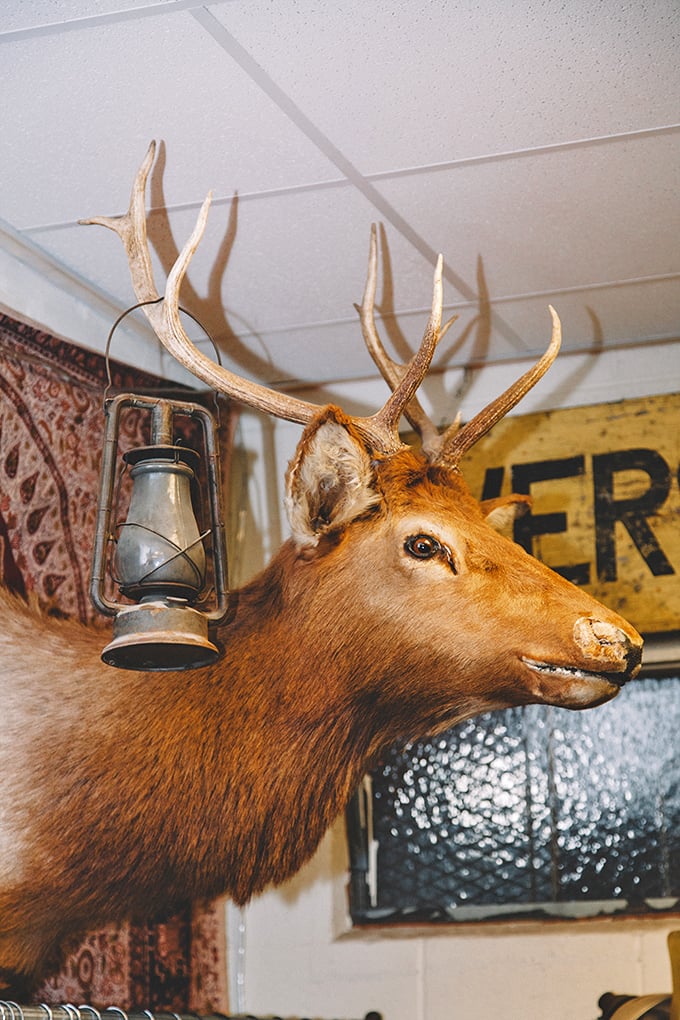 Not just decoration—this vintage taxidermy deer with lantern is the unofficial greeter, silently witnessing thousands of treasure hunters' discoveries.