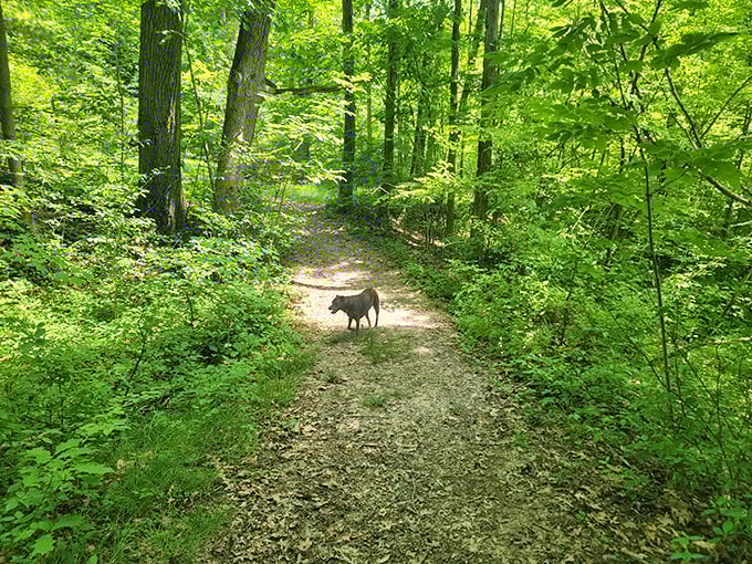 Even four-legged explorers understand the appeal of Punderson's trails, where every bend promises a new scent story.