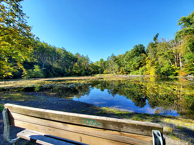 Mirror, mirror on the pond. Even the trees can't resist checking their reflection in this tranquil woodland pool.