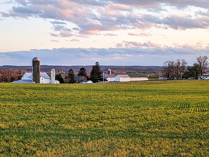 Golden fields ripple like nature's own wheat-colored ocean under Pennsylvania's generous summer sky.