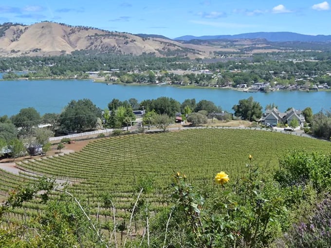 Vines with a view! Lower Lake's vineyard vistas prove California wine country living can be affordable – no Hollywood bankroll required.