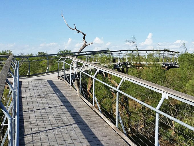 Boardwalks like these turn simple strolls into adventures through untouched natural beauty and serenity.