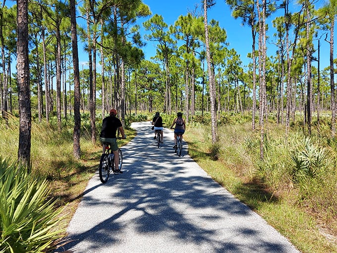 Cycling through pine flatwoods feels like pedaling through a living postcard of Old Florida, complete with dappled sunlight and fresh air conditioning.