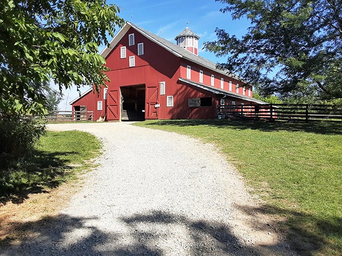 The quintessential American barn beckons with its weathered red charm—like that one reliable friend who never changes their hairstyle but somehow always looks right.