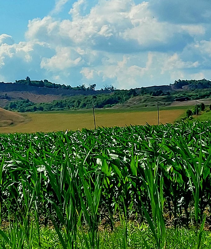Corn so tall and green it makes you understand why they call it "knee-high by the Fourth of July" – though this has clearly overachieved.