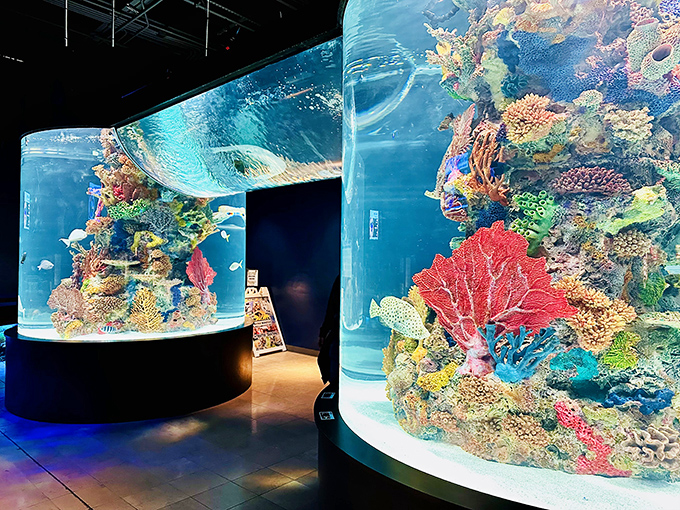 Underwater worlds that won't require scuba certification or leaving Pennsylvania—visiting fish has never been so convenient or dry.