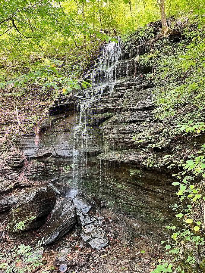 Fall Hollow Falls cascades through the forest like nature's own meditation app. The soundtrack? Pure Tennessee wilderness.