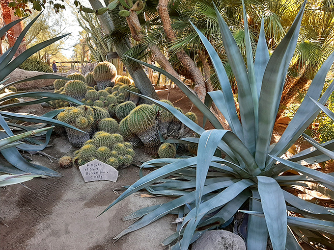 When succulents have a family reunion, this is what happens. Giant agaves photobombing the golden barrels in spectacular fashion.
