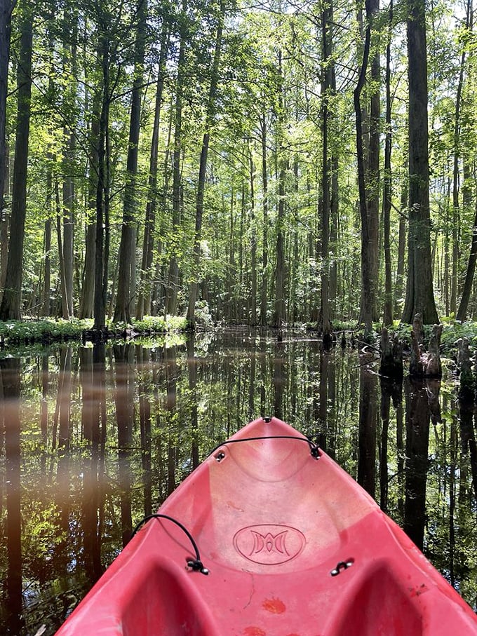 Paddling through a cypress forest feels like time travel—this red kayak is your ticket to Delaware's prehistoric-looking waterscape.