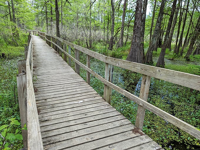 The Lake Martin boardwalk invites you to wander into nature's living room, where alligators might be watching you as much as you're watching for them.