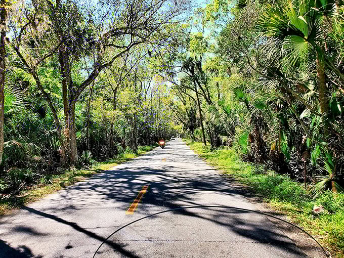 A verdant corridor where sunlight plays hide-and-seek through the canopy, creating nature's own light show with every breeze.