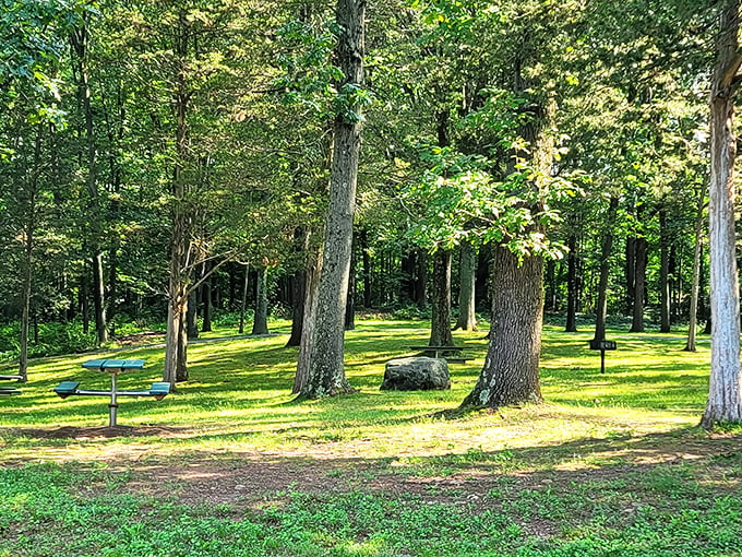 Dappled sunlight through towering trees at Memorial Park—where contemplating life's mysteries costs exactly nothing but time.