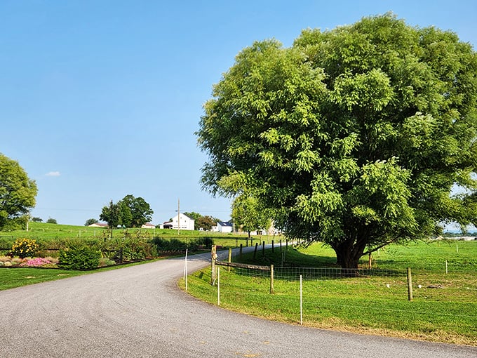 That tree isn't just providing shade—it's standing guard over generations of farming tradition, framing the perfect country road moment.
