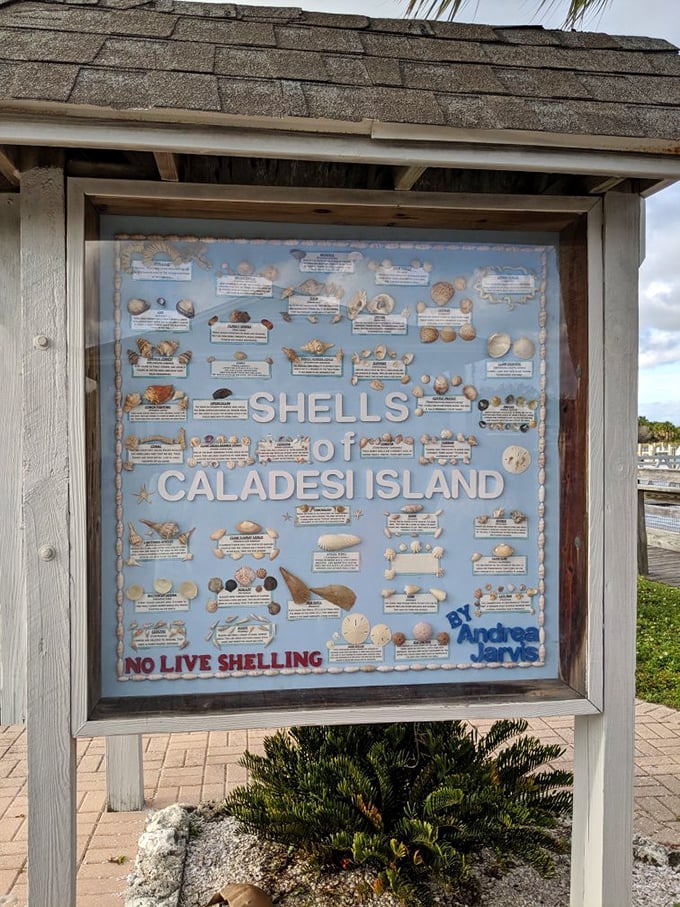 A field guide to treasure hunting, Florida-style. Each shell tells a story—no metal detector required for this coastal collection.