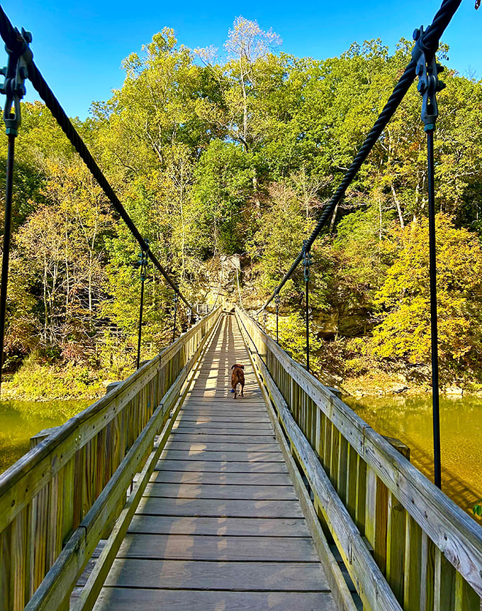 The suspension bridge dangles 90 feet above Sugar Creek, offering equal parts spectacular views and "why is this thing bouncing so much?" moments.