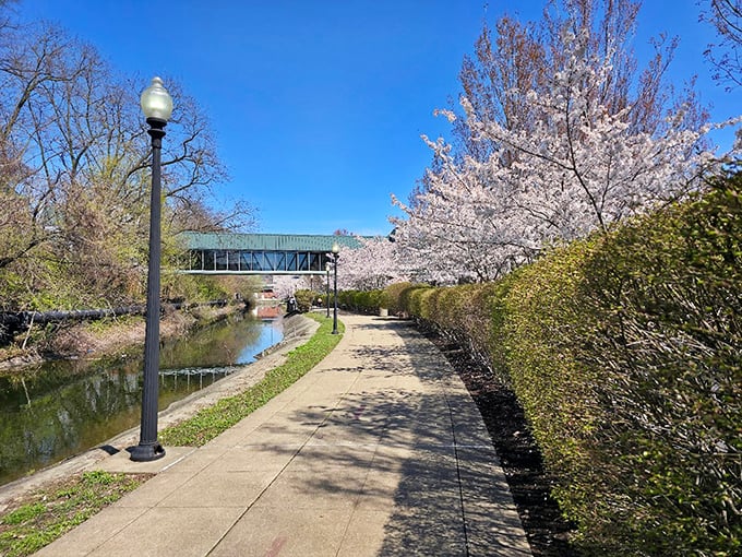 Spring's grand entrance along the canal path. Cherry blossoms and infrastructure create that rare moment when engineering and nature decide to collaborate beautifully.