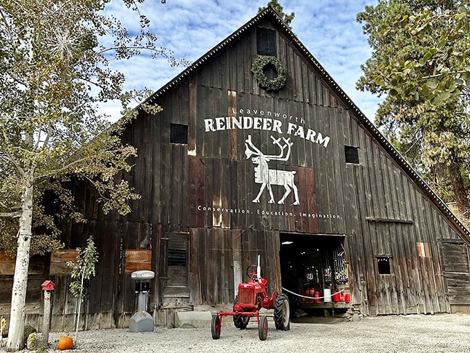 The Reindeer Farm barn stands as rustic proof that Santa's helpers vacation in Washington during their off-season – those antlered celebrities need downtime too!