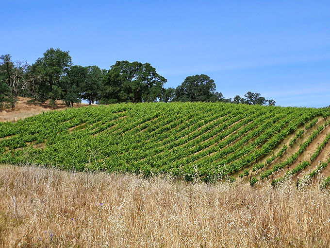 Vineyard views that would make Napa jealous—Amador County's wine country offers scenery without the scene.