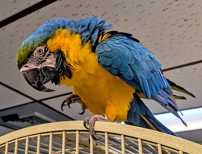 This blue and gold macaw at Ziggy's Haven isn't just showing off tropical colors – he's demonstrating why retirement in Inverness includes unexpected wildlife encounters.