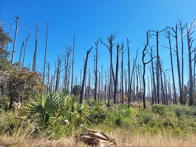 Nature's resilience on display. These weathered sentinels stand tall after storms, a haunting reminder of coastal Florida's ever-changing landscape.