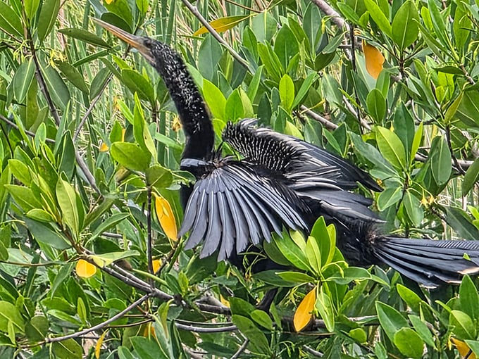 An anhinga strikes its signature pose, wings spread wide like it's auditioning for a superhero movie about water birds.
