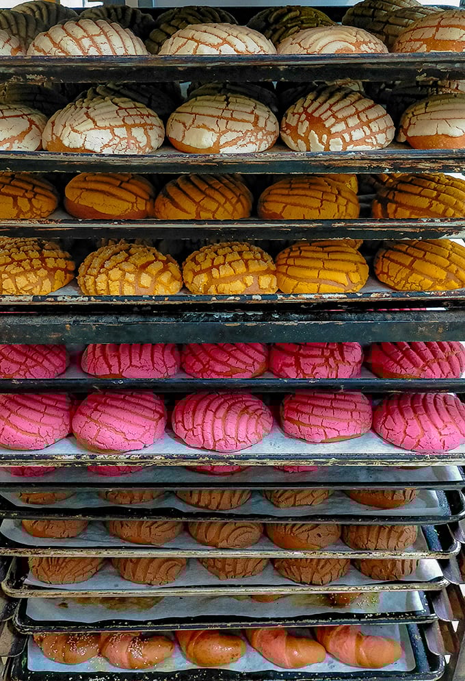The concha rainbow – nature's perfect sweet bread in every hue imaginable. Each crackled sugar top promises a different journey to carb heaven.