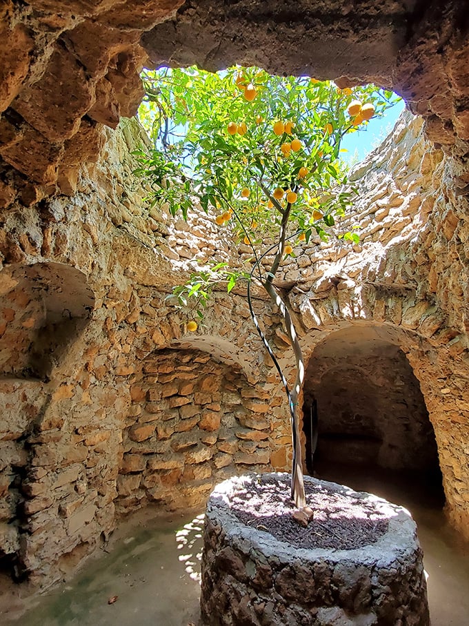 A citrus tree thriving beneath the earth, reaching toward its skylight—nature adapting to one man's extraordinary underground vision.