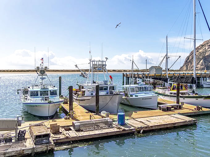 Working fishing boats bob gently at the dock, a reminder that Morro Bay's seafood isn't just fresh—it's practically still introducing itself.