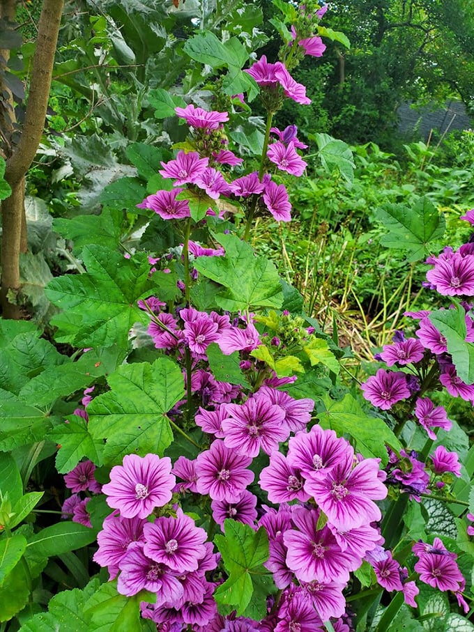 Purple mallow flowers dancing against emerald leaves—nature's version of a perfectly coordinated outfit that somehow never goes out of style.