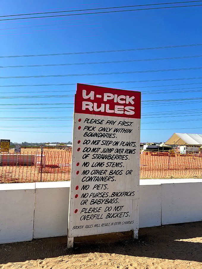 The agricultural equivalent of "read the room"—these picking rules ensure everyone gets their fair share of berry bliss.