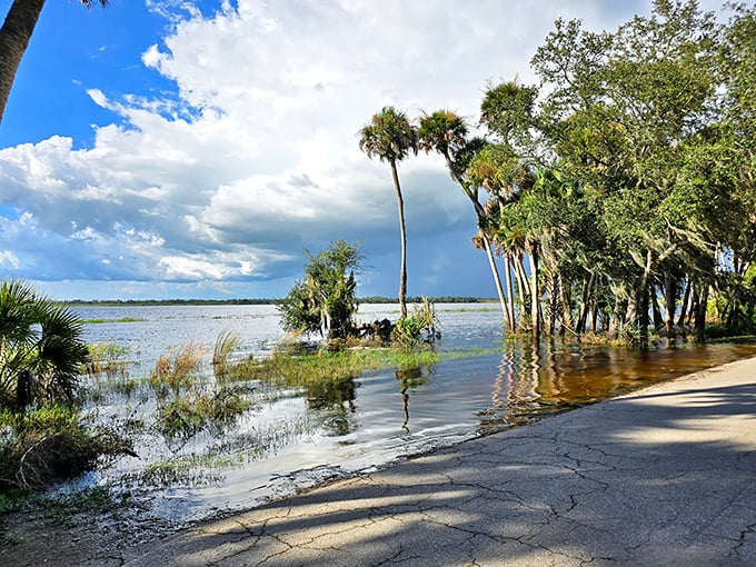 When the road meets the river: Myakka's waters occasionally reclaim the pavement, reminding visitors who's really in charge around here.