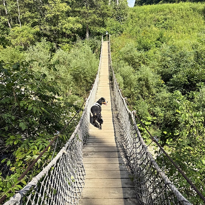 That swinging bridge dares you to cross without bouncing – spoiler alert: you won't resist the urge to wiggle.