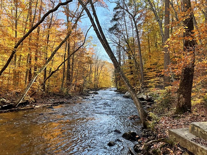 Fall's golden hour transforms the Black River into a ribbon of light cutting through a forest dressed in its seasonal best.