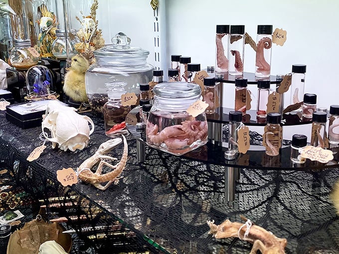 Curiosities under glass that would make Ripley himself do a double-take. Nature's oddities and preserved specimens await the brave collector.